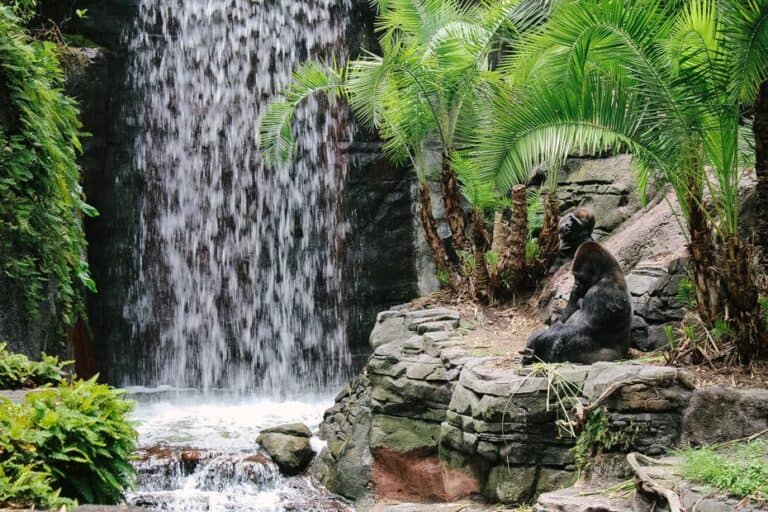 A Visit to Gorilla Falls Exploration Trail at Disney's Animal Kingdom ...