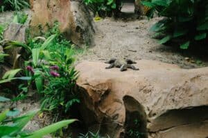 The Maharajah Jungle Trek at Disney's Animal Kingdom (An Attraction Guide)