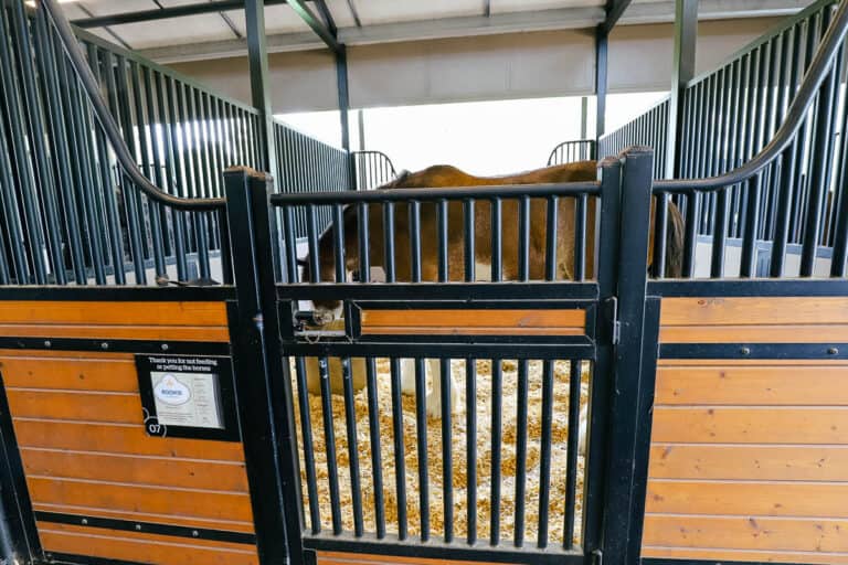 A Visit to Tri-Circle-D Ranch at Disney's Fort Wilderness