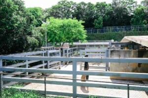 The Wildlife Express Train at Harambe Station at Disney's Animal ...