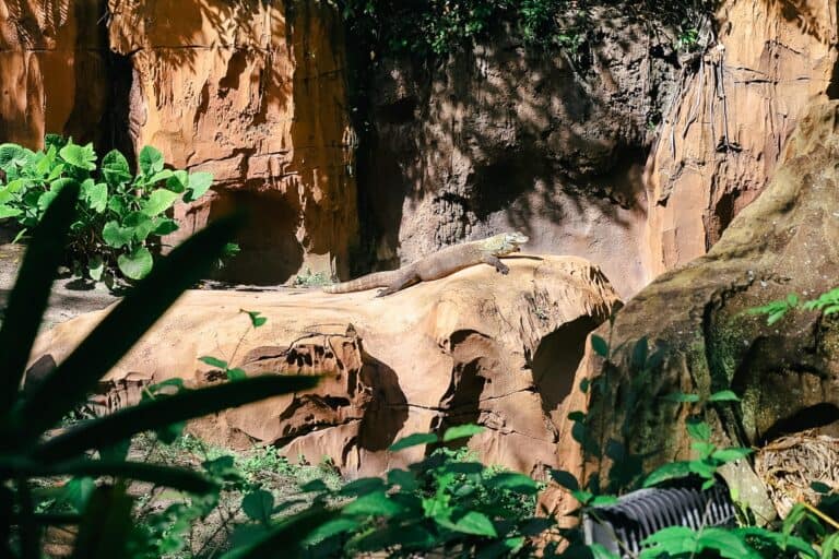 The Maharajah Jungle Trek at Disney's Animal Kingdom (An Attraction Guide)