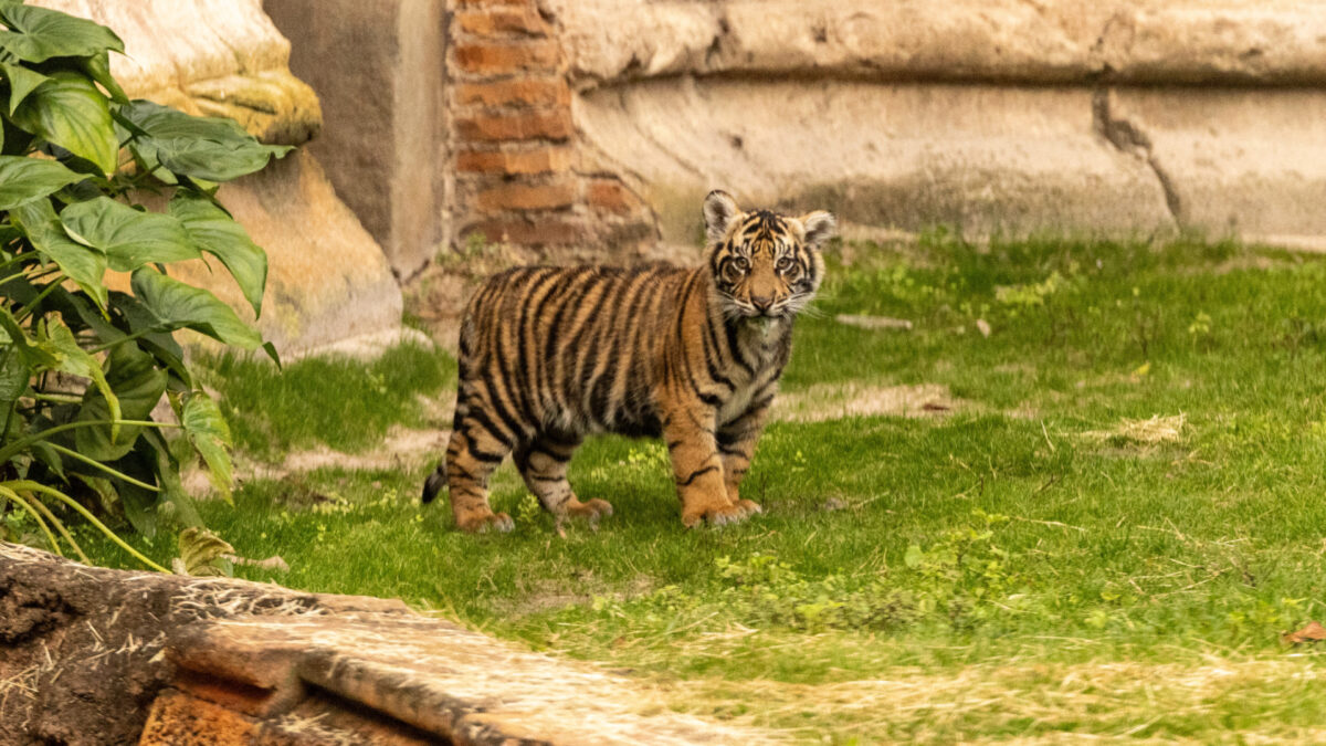 Baby Bakso, a Sumatran Tiger Cub, Debuts at Disney's Animal Kingdom's ...