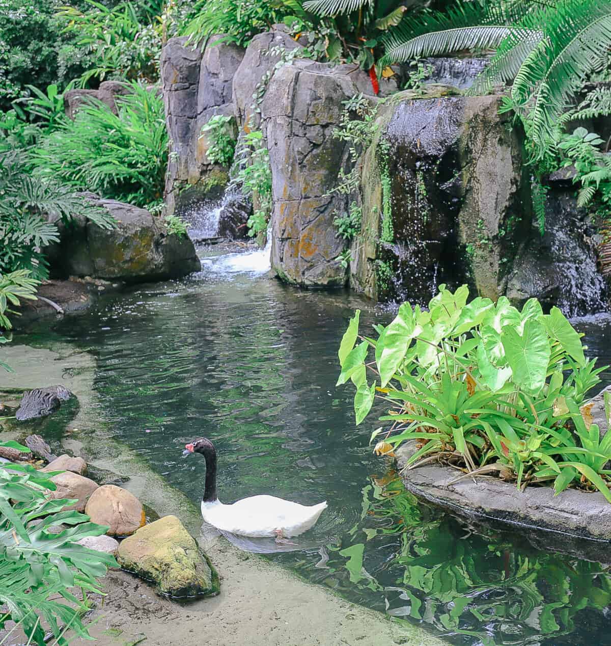 Finding Animals at Disney's Animal Kingdom (2021 List with Photos)