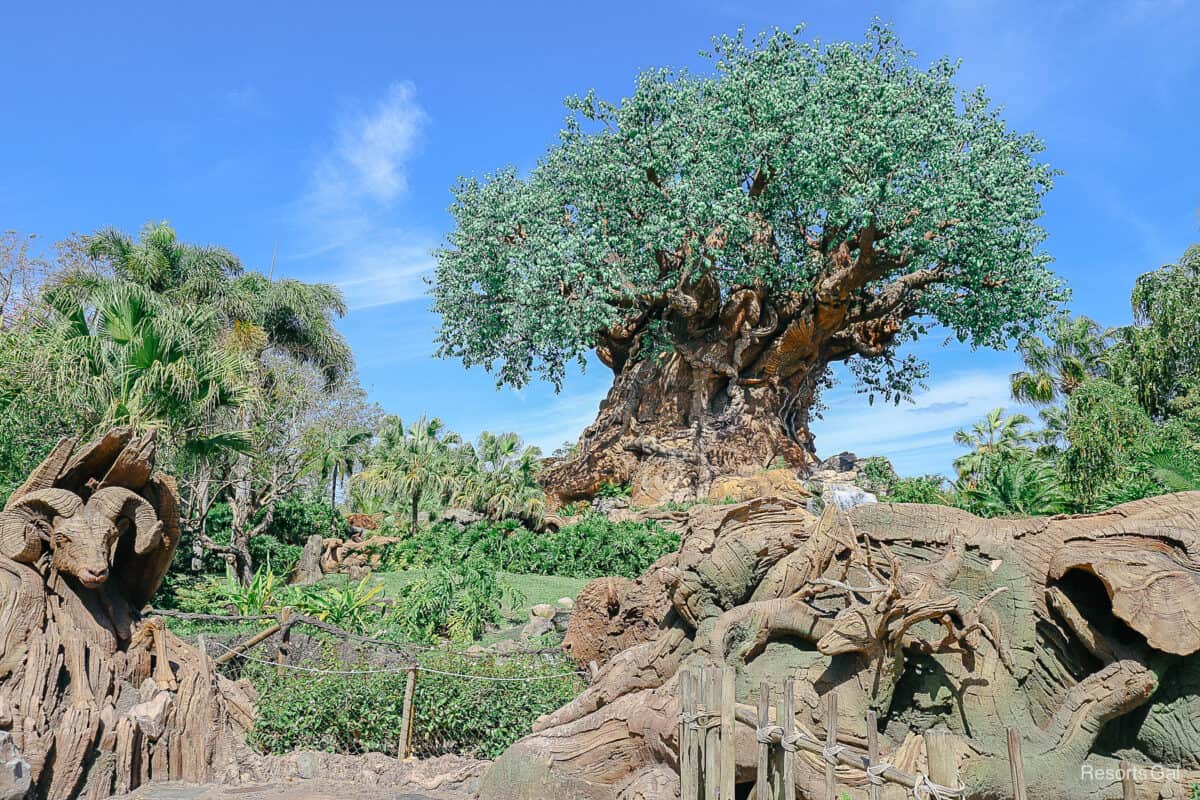 Touring the Discovery Island Trails at Disney's Animal Kingdom ...