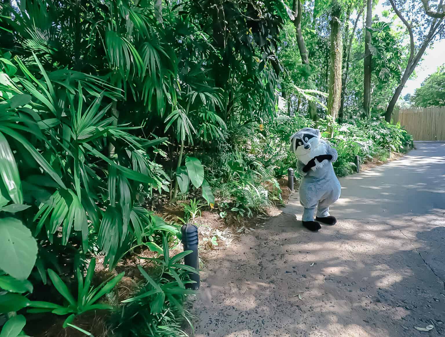 Meet Meeko in the Oasis at Disney's Animal Kingdom - Resorts Gal