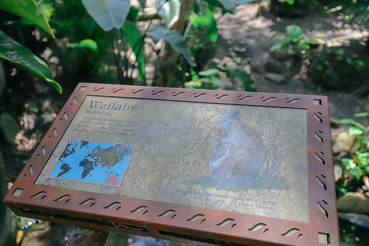 The Oasis Exhibits at Disney's Animal Kingdom (At Attraction Guide)