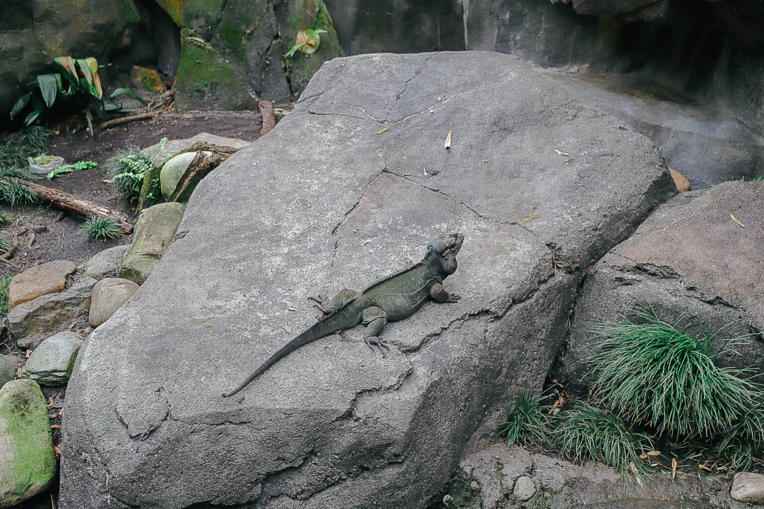 The Oasis Exhibits at Disney's Animal Kingdom