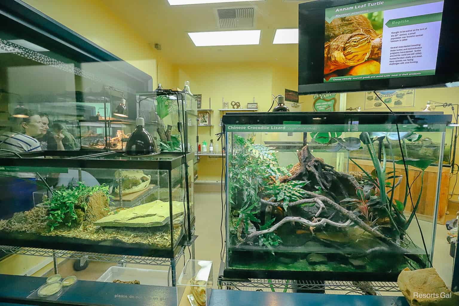 Conservation Station at Disney's Animal Kingdom (An Attraction Guide ...