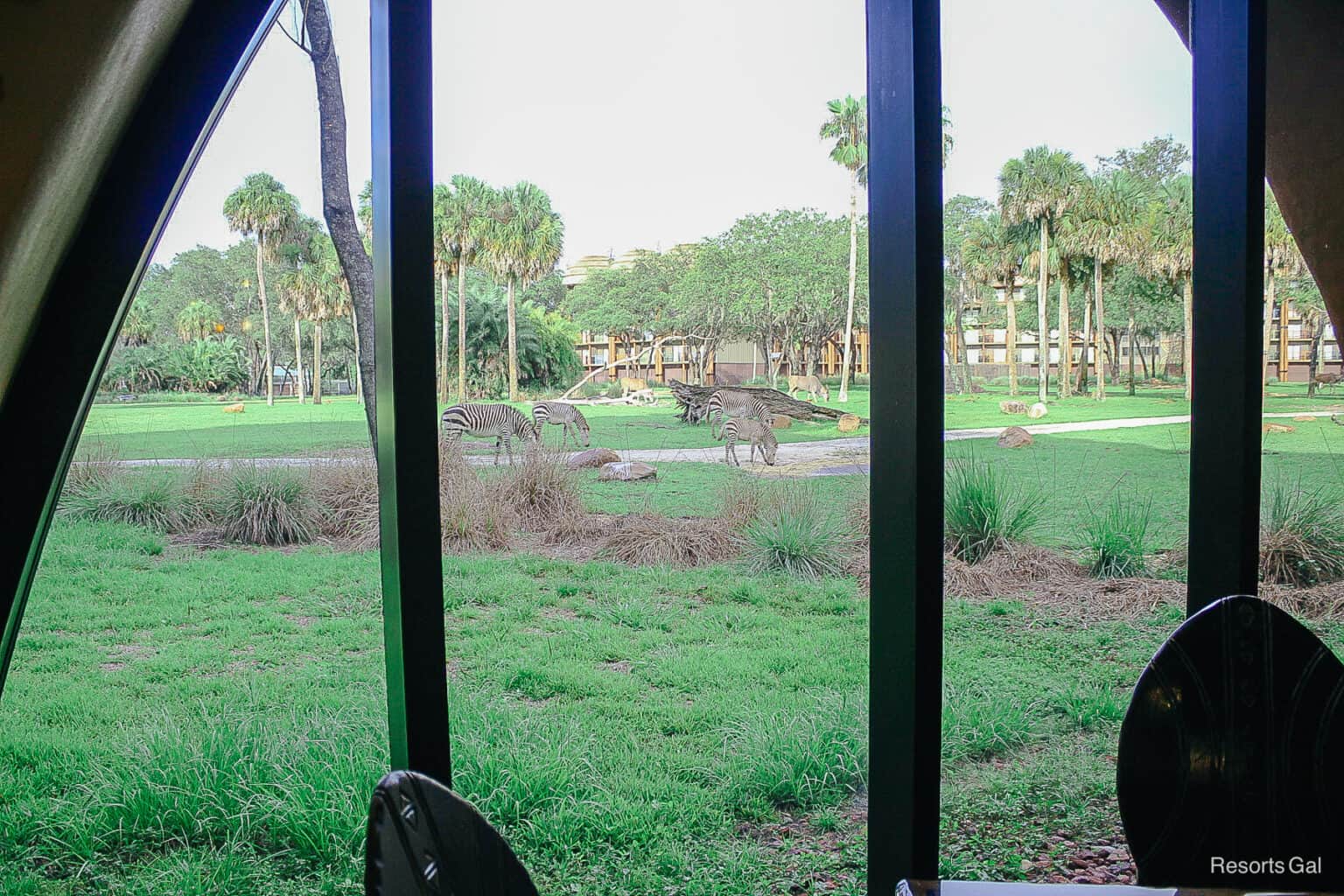 Sanaa at Disney's Kidani Village (Your Questions Answered)