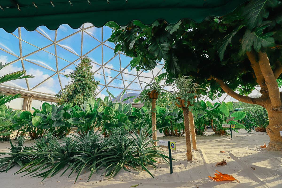 Touring the Land Pavilion at Epcot (A Complete Guide)