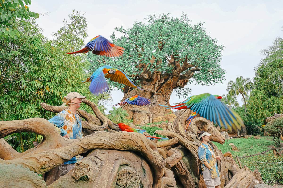 Winged Encounters at Disney's Animal Kingdom (A Not-To-Be Missed Bird ...