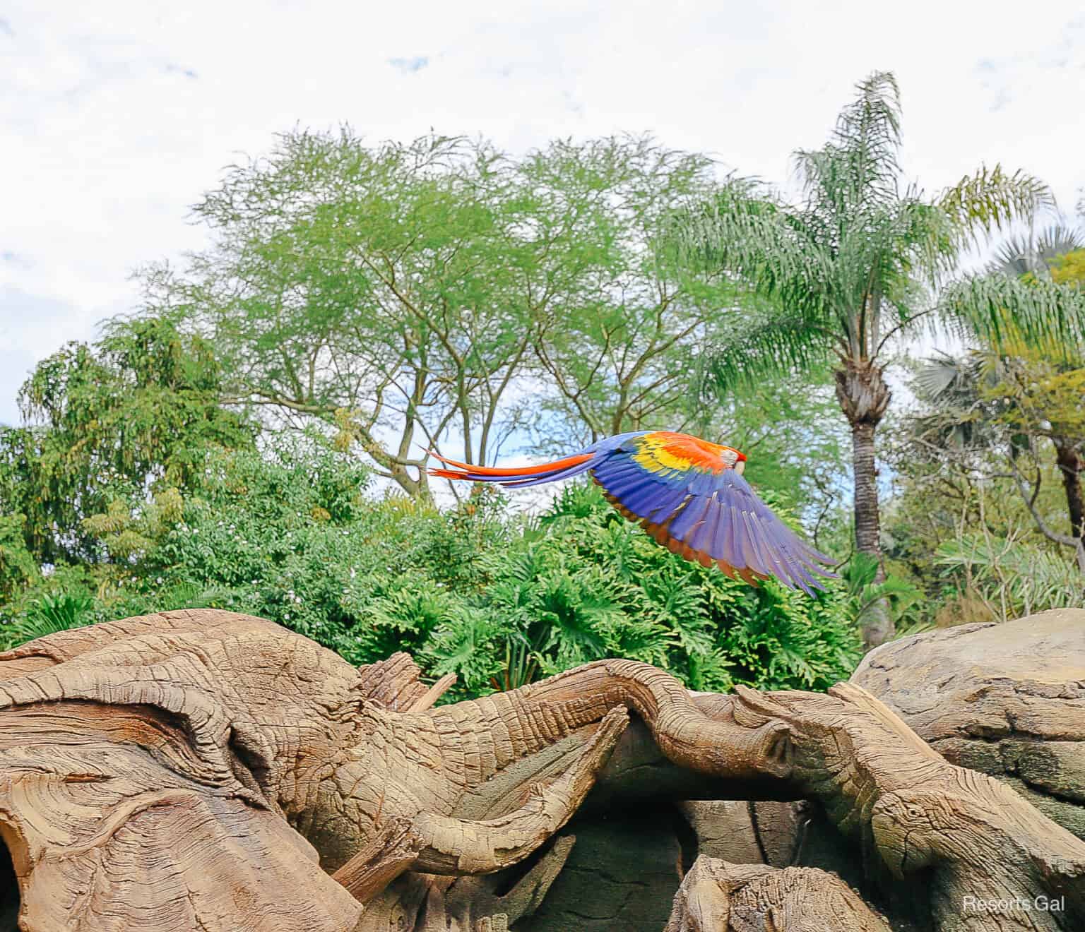 Winged Encounters at Disney's Animal Kingdom (A Not-To-Be Missed Bird ...